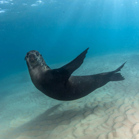 Scubabo Dive Queenscliff | Queenscliff Victoria Diving & Boat Tours